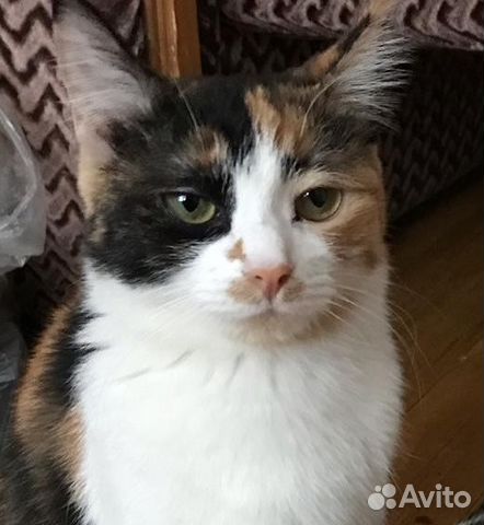 Кошечка