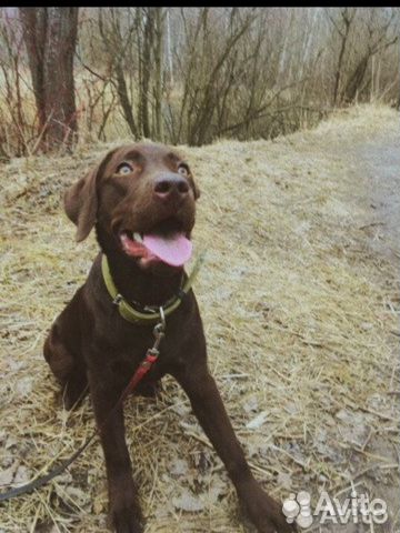 Отдам в добрые руки девочку