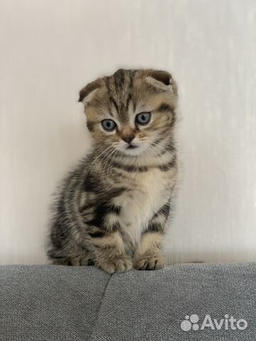 Котёнок шотландский вислоухий