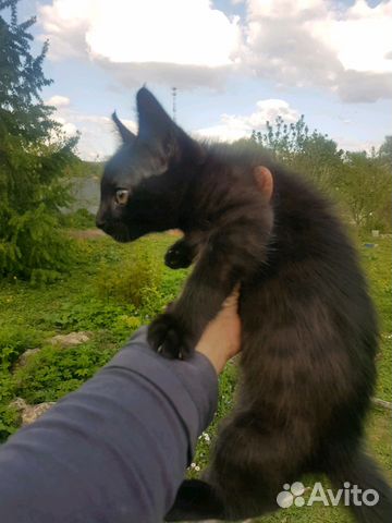 Бенгальская девочка меланистик