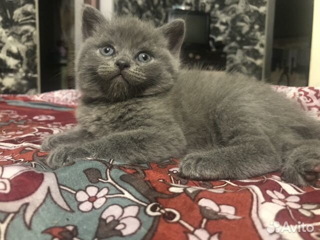 Шотландские плюшевые комочки