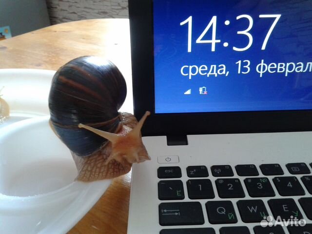 Улитки ахатины взрослые 2 шт