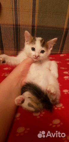 Котенок мальчик 2мес Сантик домашний