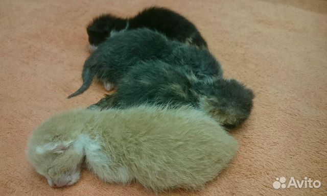 Котята в добрые руки