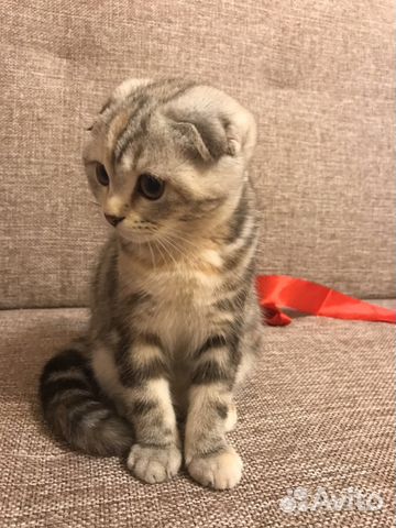 Шотландские котята