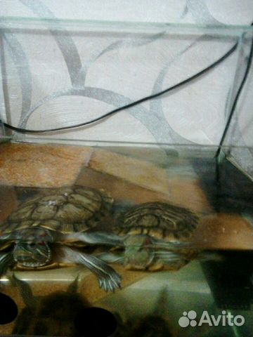 Продам двух водных черепашек,мальчик и девочка