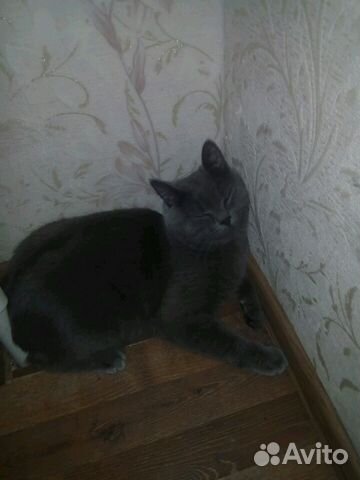 Британец кот