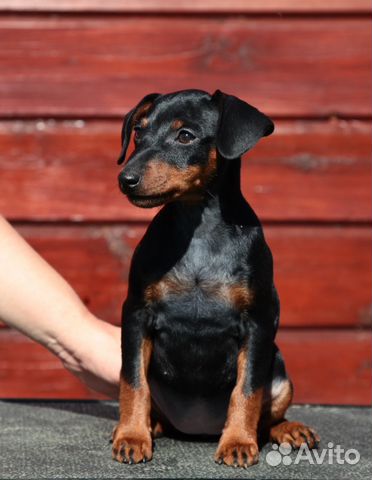 Щенки цвергпинчера