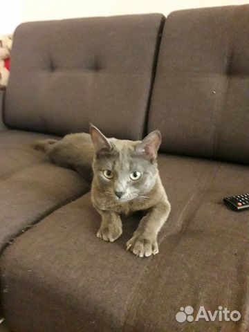 Кот русский голубой