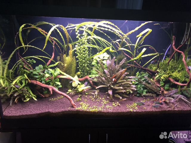 Действующий аквариум