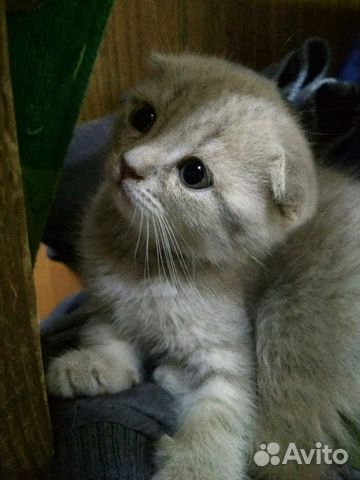 Шатландские котята