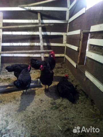 Животные/птицы