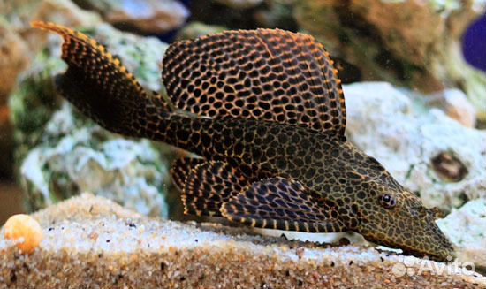 Птеригоплихы, мистус, йелоу