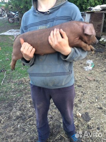 Дюрок кабанчик