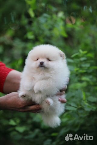 Красивые малышки мишки с фото продается