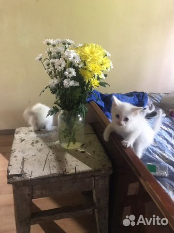 Ангорские полукровки