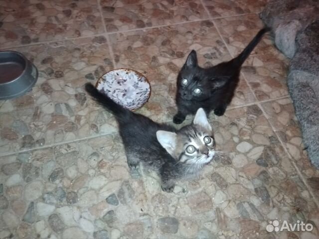 Классные котята в добрые руки