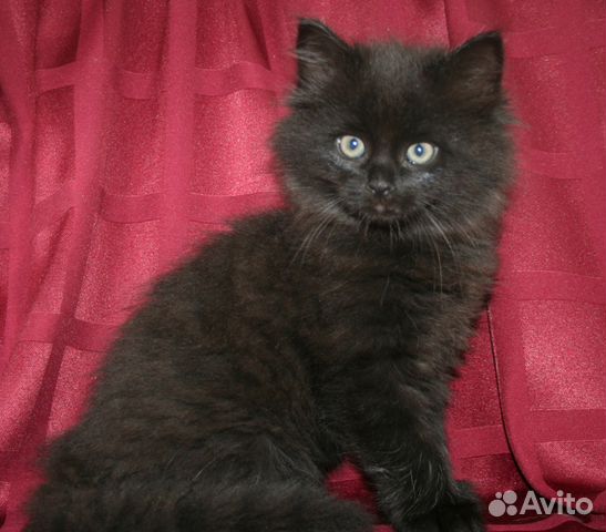 Пушистые котятки