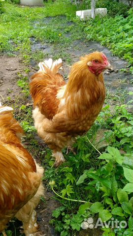 Петухи палевой брамы