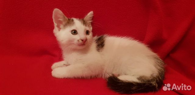 Котёнок мальчик 2 мес в добрые руки