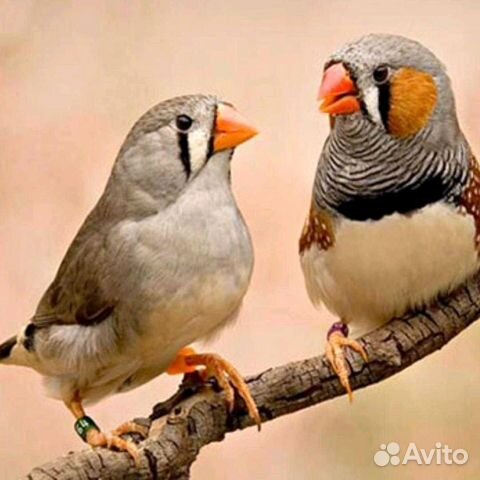 Зебровые амадины