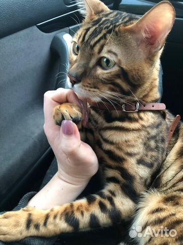 Бенгал жених