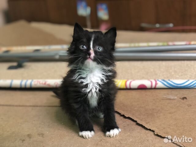 Малютки-выброшенные котятки на бронь