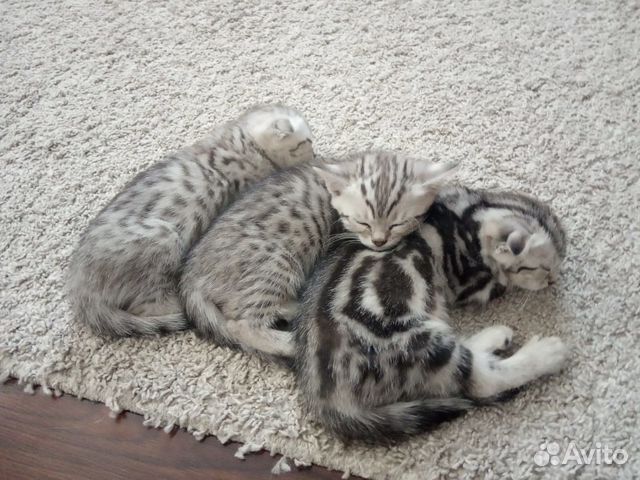 Котята шотландские вислоухие