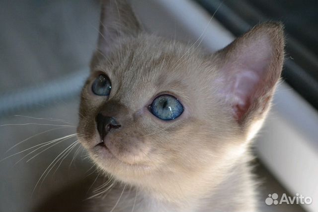 Тонкинская девочка