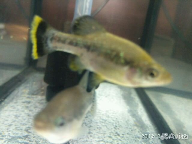 Амека глянцевая