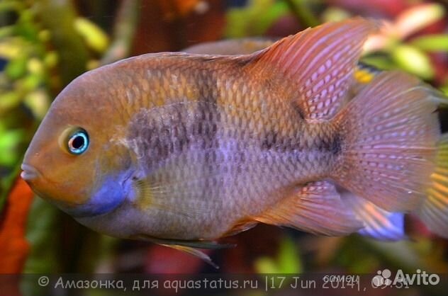 Цихлазома сэджик