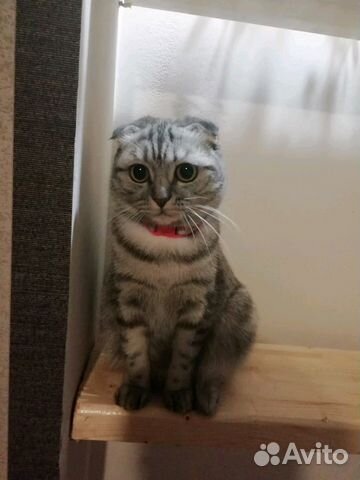 Кошка шотландская