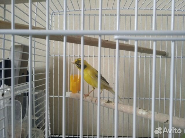 Канарейка с клеткой