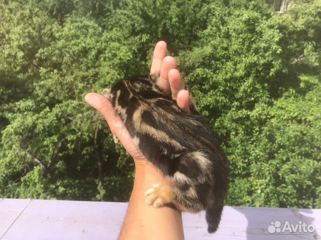 Мраморные бенгалы