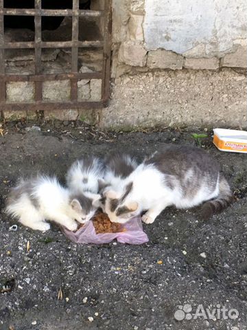 Котосемья - мама - кошка и котята в добрые руки