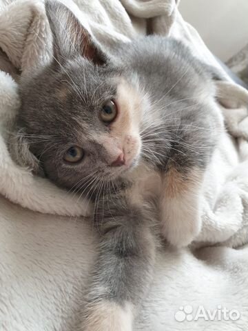 Кошечка 2 мес