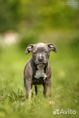 Голубой красавчик