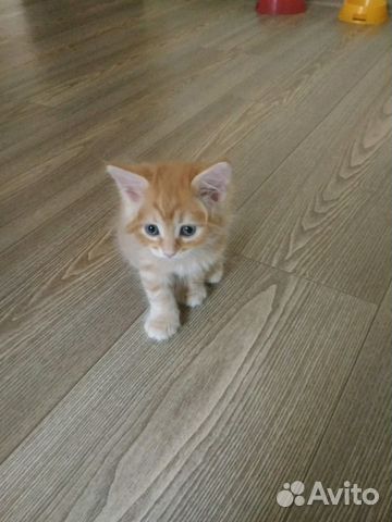 Солнечные котята