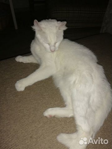 Потерялась кошка