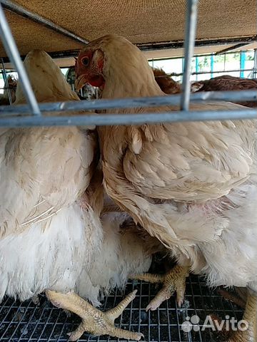 Продам домашнего бролера