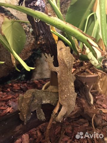 Бананоеды пара