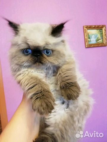 Шикарная персидская девочка