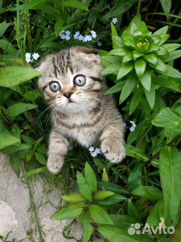 Шотландский вислоушка