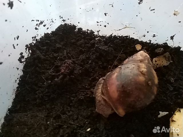 Улитки 3 штуки