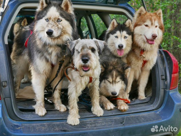 Молодой миттельшнауцер ищет новый дом