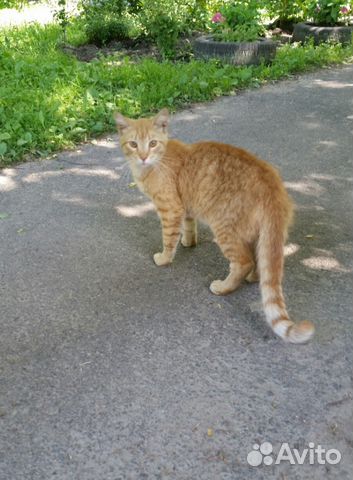 Кот Рыжик в добрые руки