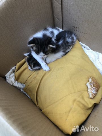 Заберите котят очень маленькие