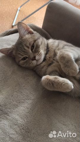 Кошка Ксюша