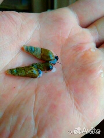 Улитки мелании