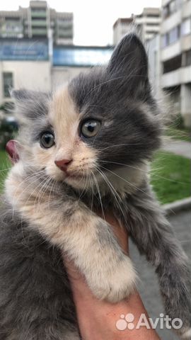 Котёнок